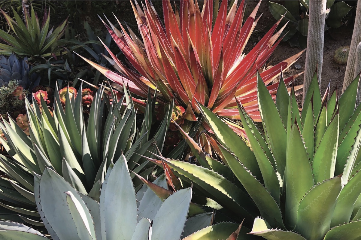 New Must-Have Agave Book - Debra Lee Baldwin