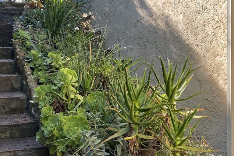 Shade Succulents: 80+ low-water plants for your garden's shady spots
