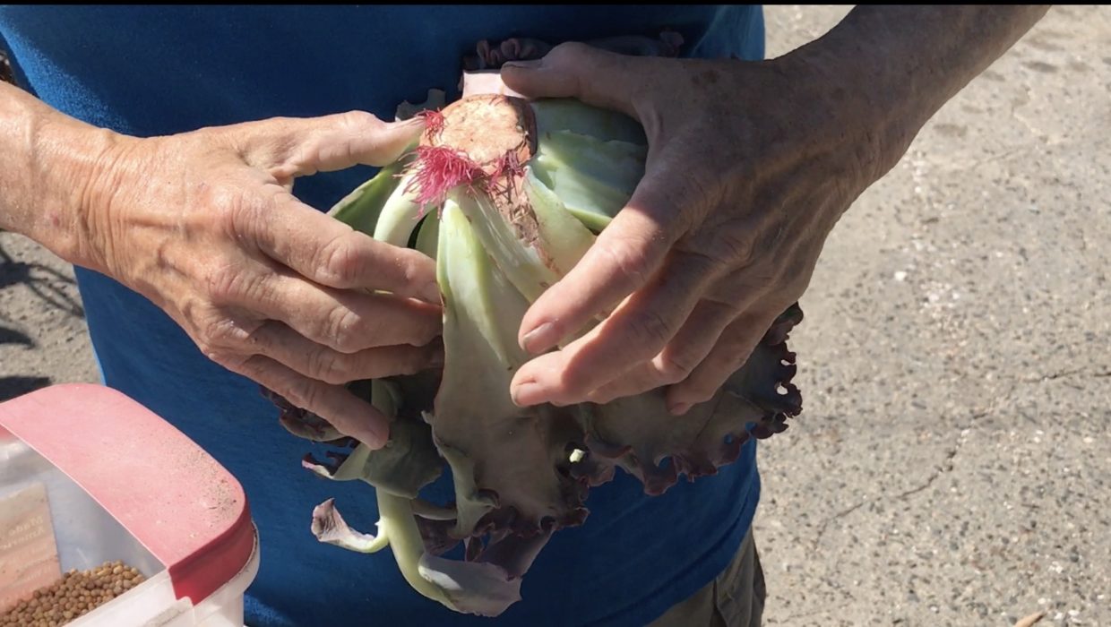 How to Behead and Replant Echeverias - Debra Lee Baldwin