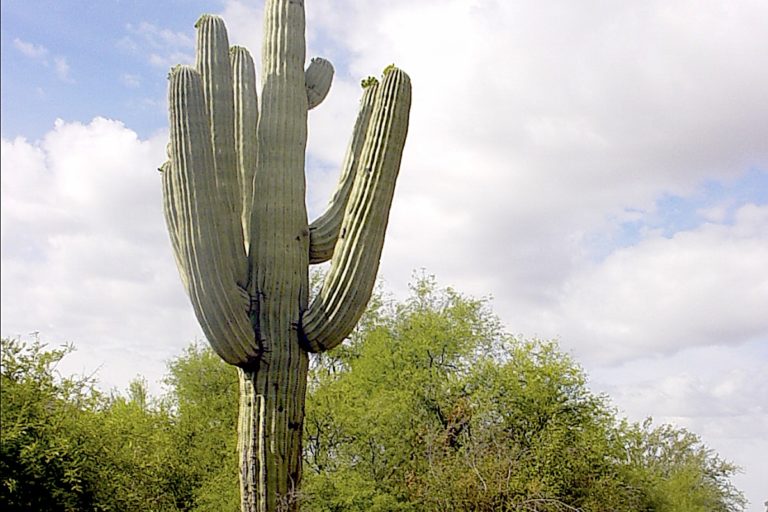 What You Should Know about Saguaro Cactus - Debra Lee Baldwin
