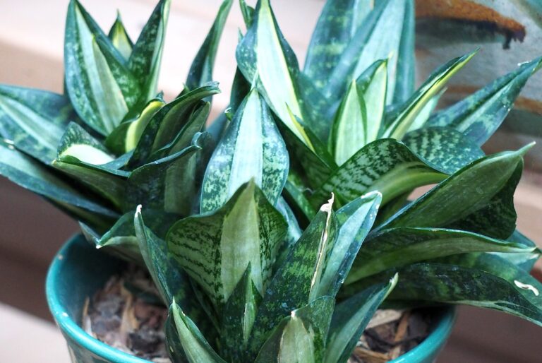 Wanda's Collection of Weird & Wonderful Plants - Debra Lee Baldwin