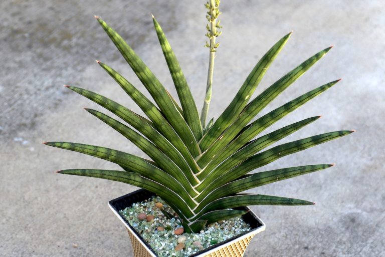 Which Shade Succulents Are Best for You? - Debra Lee Baldwin