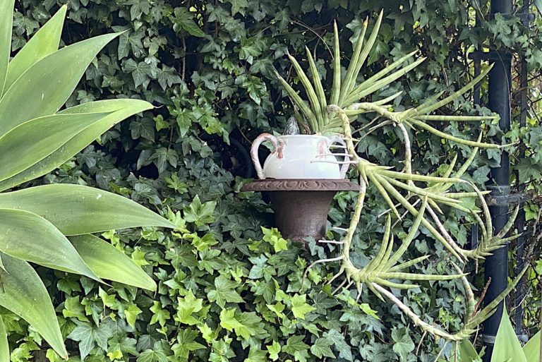 Hanging, Trailing and Vining Succulents - Debra Lee Baldwin