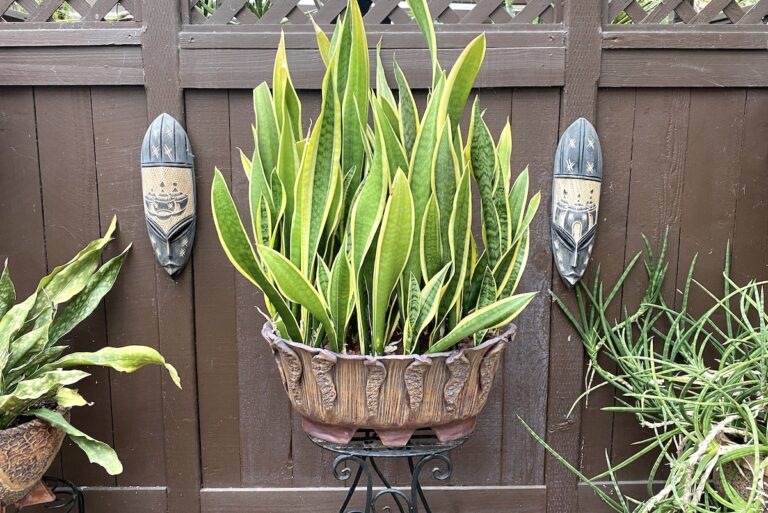 Wanda's Collection of Weird & Wonderful Plants - Debra Lee Baldwin