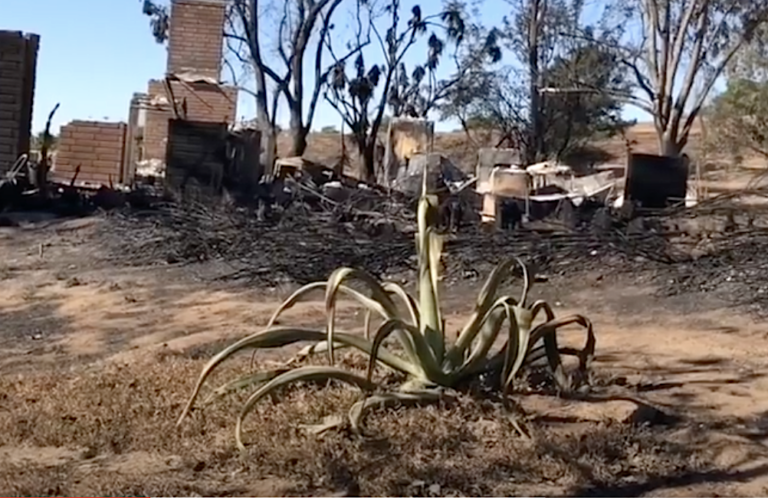 Fire-Wise Succulents: Details, Photos (Labelled!) & Varieties | Debra ...