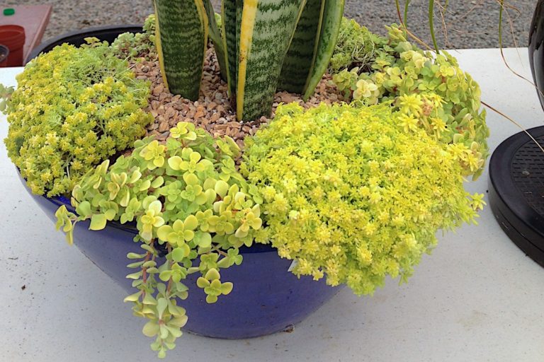 Shade Succulents: 80+ low-water plants for your garden's shady spots