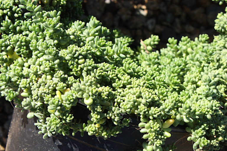 Shade Succulents: 80+ low-water plants for your garden's shady spots