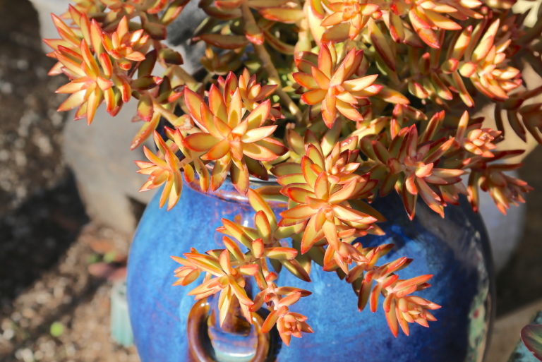 Hanging, Trailing and Vining Succulents - Debra Lee Baldwin