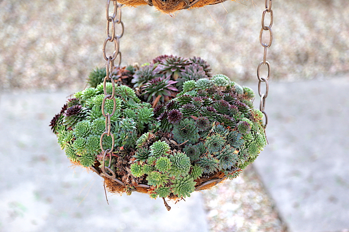 Sempervivum Hanging Basket Debra Lee Baldwin