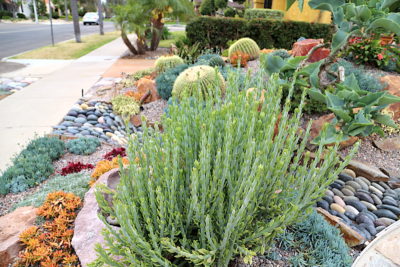 Succulent Senecios: Details, Photos, Varieties | Debra Lee Baldwin