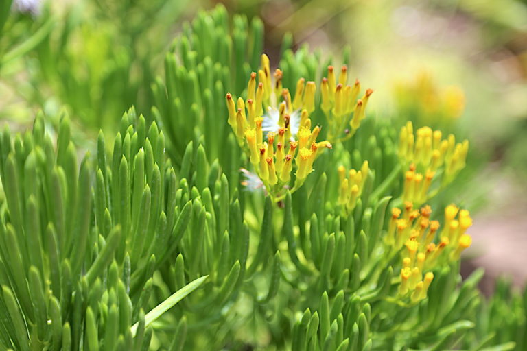 Succulent Senecios: Details, Photos, Varieties | Debra Lee Baldwin