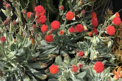 Succulent Senecios: Details, Photos, Varieties | Debra Lee Baldwin
