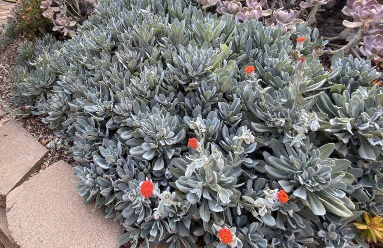 See a Landscaper's 45-Degree Succulent Slope - Debra Lee Baldwin