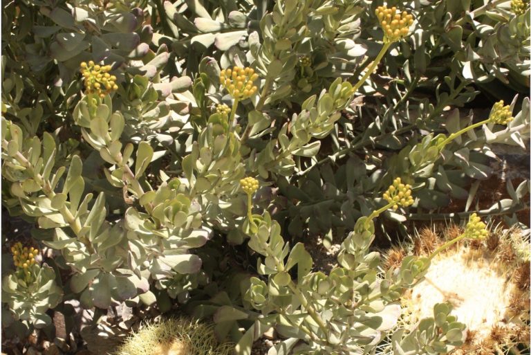 Succulent Senecios: Details, Photos, Varieties | Debra Lee Baldwin