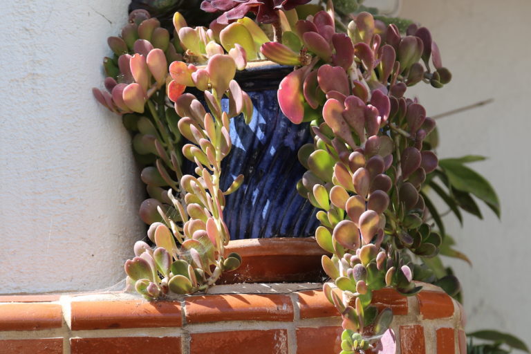Succulent Senecios: Details, Photos, Varieties | Debra Lee Baldwin