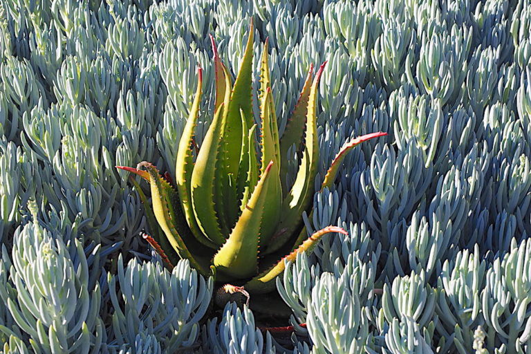 Succulent Senecios: Details, Photos, Varieties | Debra Lee Baldwin
