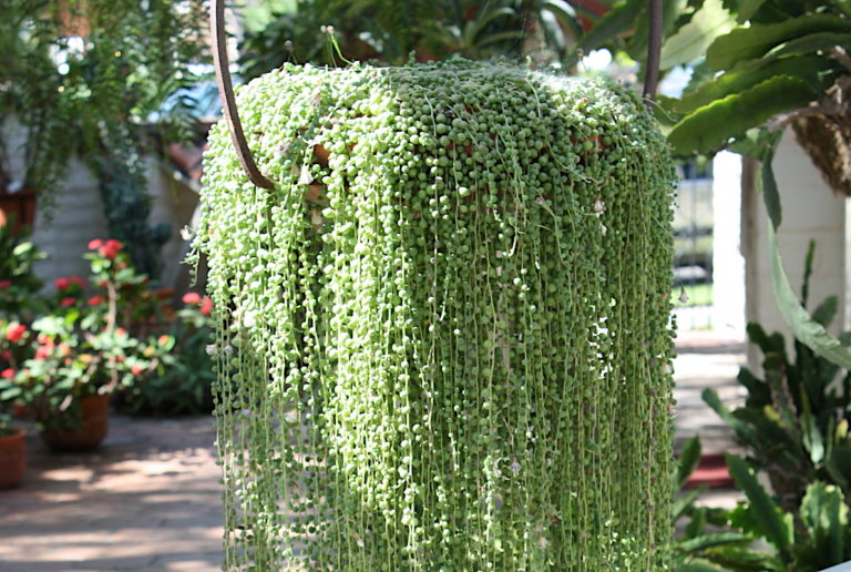 Hanging, Trailing and Vining Succulents - Debra Lee Baldwin