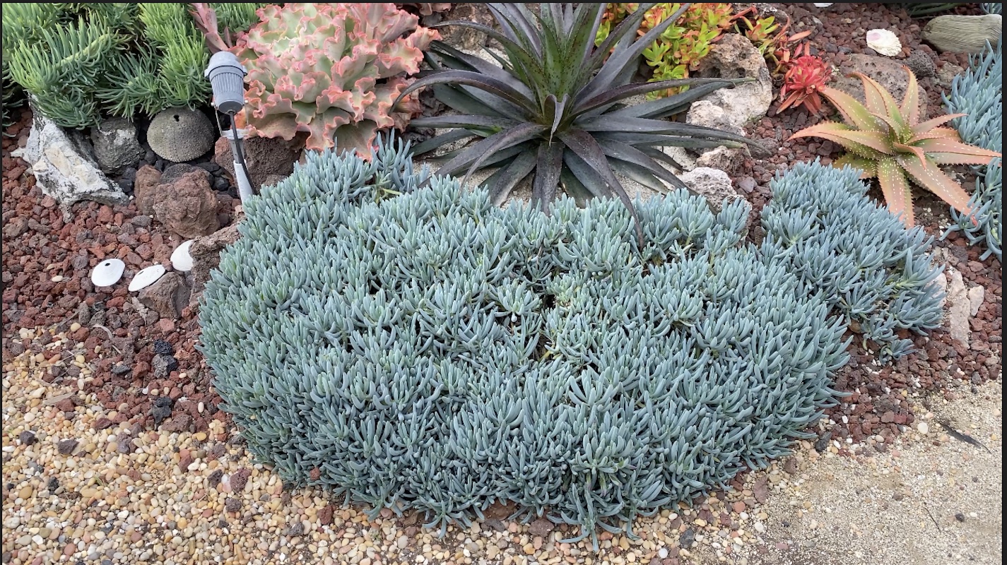 Carol's Cuttings and Craigslist Garden - Debra Lee Baldwin