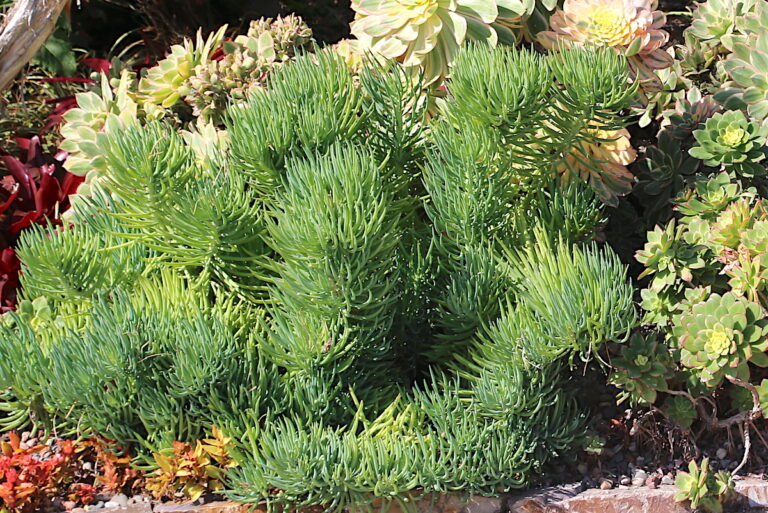 Succulent Senecios: Details, Photos, Varieties | Debra Lee Baldwin