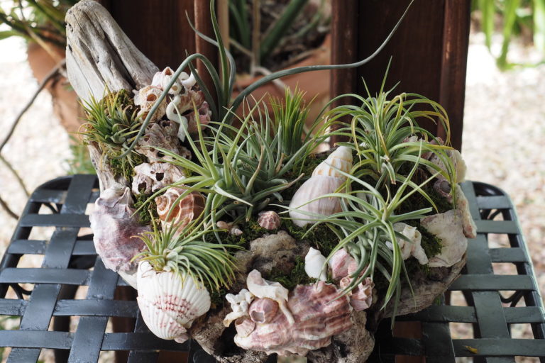 Tillandsia (air plants) care and design