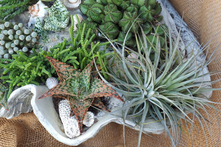 Tillandsia (air plants) care and design