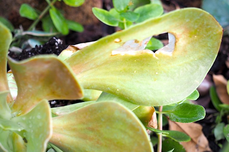 25 Succulent Mistakes and Solutions - Debra Lee Baldwin