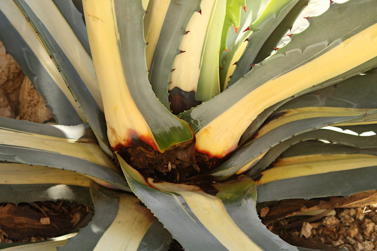 Agave Snout Weevil Prevention and Treatment - Debra Lee Baldwin