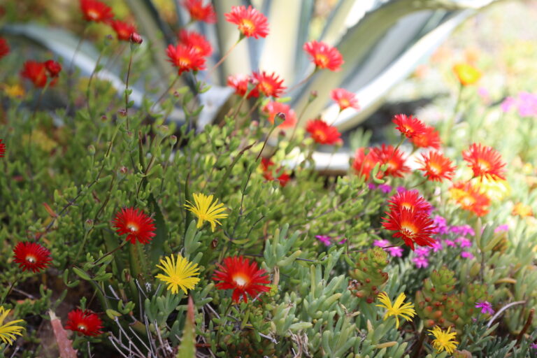 Caring for Succulents Archives - Debra Lee Baldwin