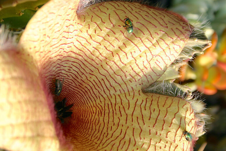 Success with Stapeliads (Carrion Flowers) - Debra Lee Baldwin