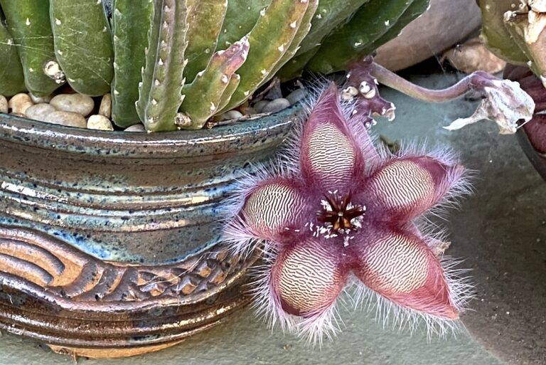 Success with Stapeliads (Carrion Flowers) - Debra Lee Baldwin