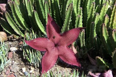 Success with Stapeliads (Carrion Flowers) - Debra Lee Baldwin