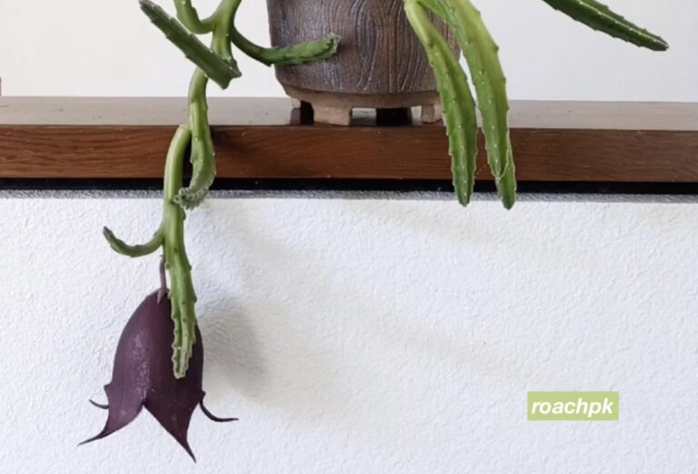 Success with Stapeliads (Carrion Flowers) - Debra Lee Baldwin