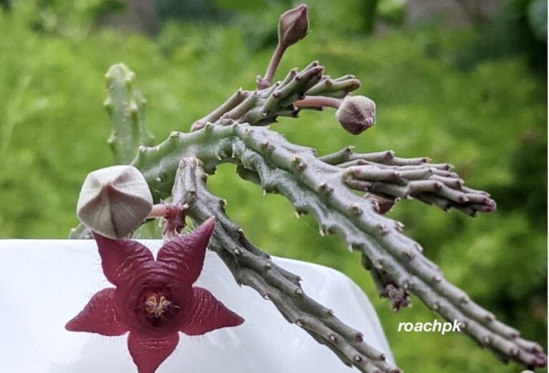 Success with Stapeliads (Carrion Flowers) - Debra Lee Baldwin