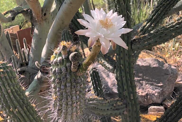 See Rich Zeh's 30-Year Succulent & Cactus Collection - Debra Lee Baldwin