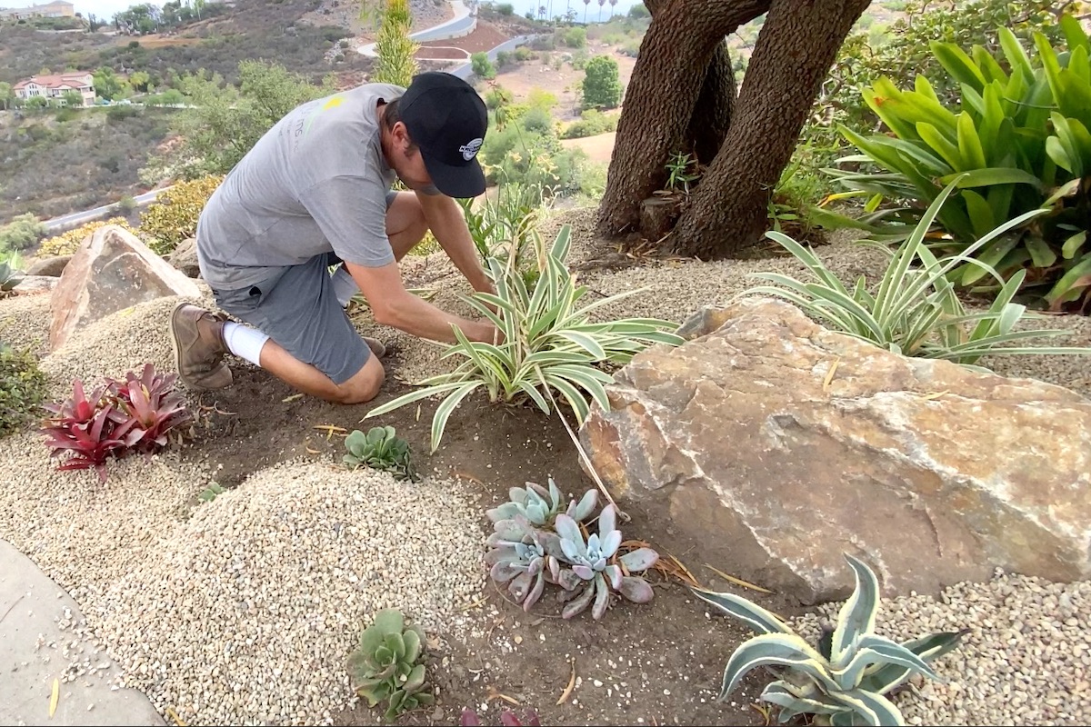 Should You Use Weed Barrier Fabric? - Debra Lee Baldwin