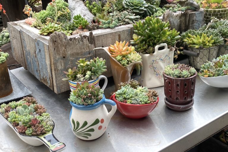 Annie and Me at The Succulent Cafe - Debra Lee Baldwin