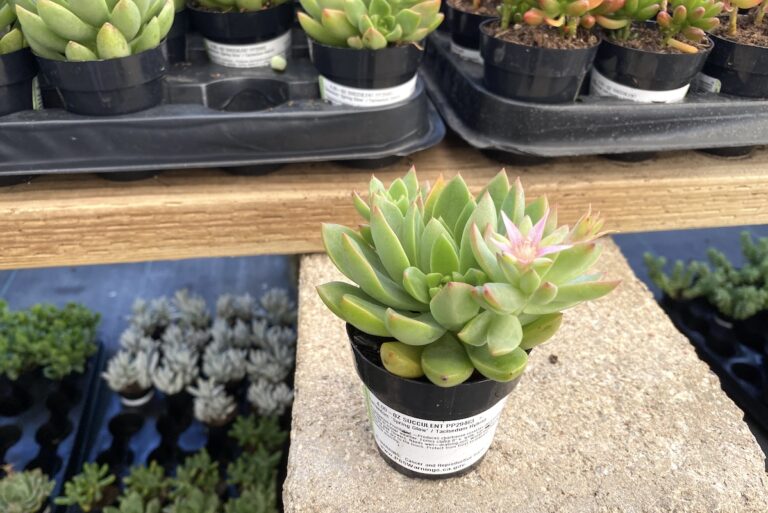 Echeveria Bonanza at Oasis - Debra Lee Baldwin