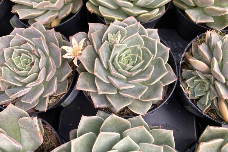 Echeveria Bonanza at Oasis - Debra Lee Baldwin