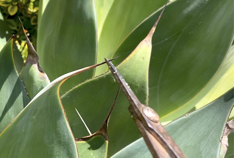 Agave Uses, Photos, IDs, Varieties | Debra Lee Baldwin, Succulent Expert