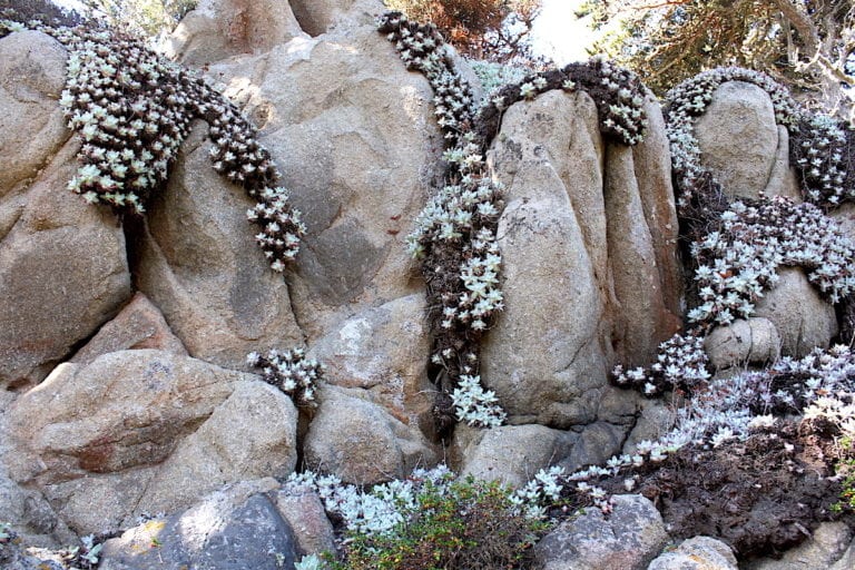 What You Need to Know About Dudleyas - Debra Lee Baldwin