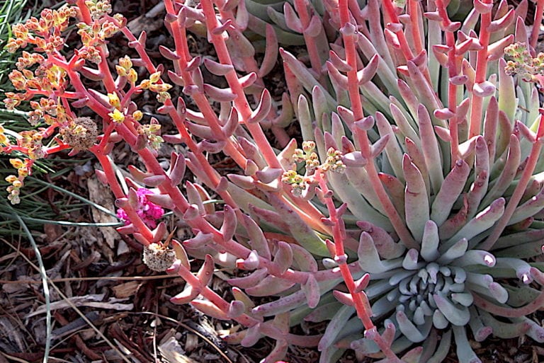 What You Need to Know About Dudleyas - Debra Lee Baldwin