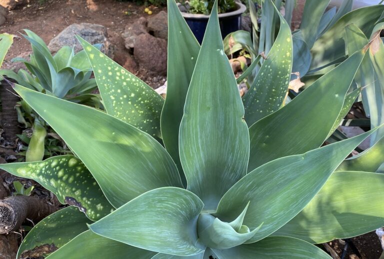Agave attenuata (Foxtail Agave) Care & Cultivation - Debra Lee Baldwin