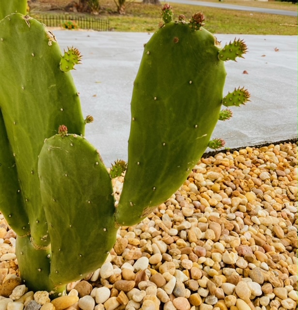 Why Grow Paddle Cacti? 16 Reasons - Debra Lee Baldwin